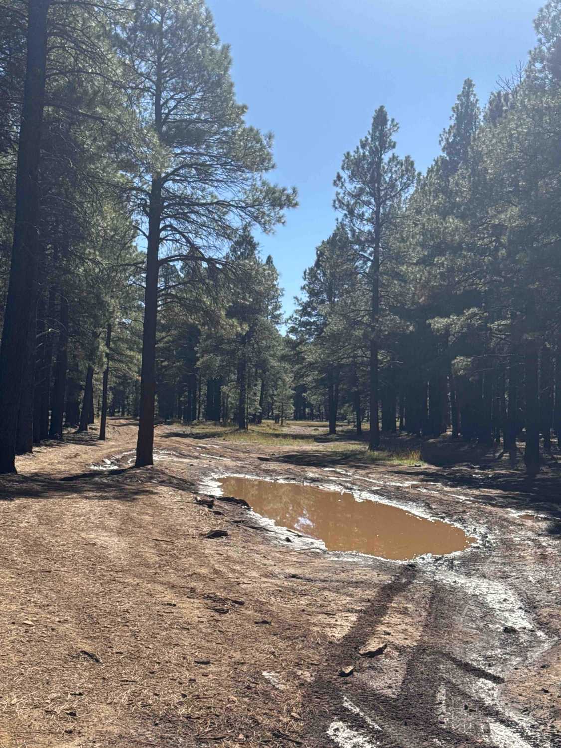 Harding Point - FS 535A, Arizona - GPS Trail Map, Conditions ...